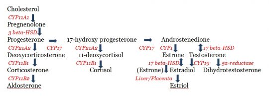 What Is Progesterone and What Does It Do?