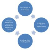 Luteinizing Hormone: Definition, Functions, Normal Levels - HGH Therapy ...