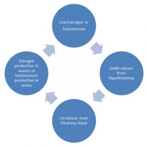 Luteinizing Hormone: Definition, Functions, Normal Levels - HGH Therapy ...