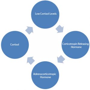 Cortisol Hormone: Production, Levels, Function, Testing